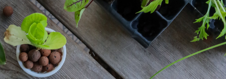 How to Use Clonex & Root Riot Root Cubes to Make Perfect Clones